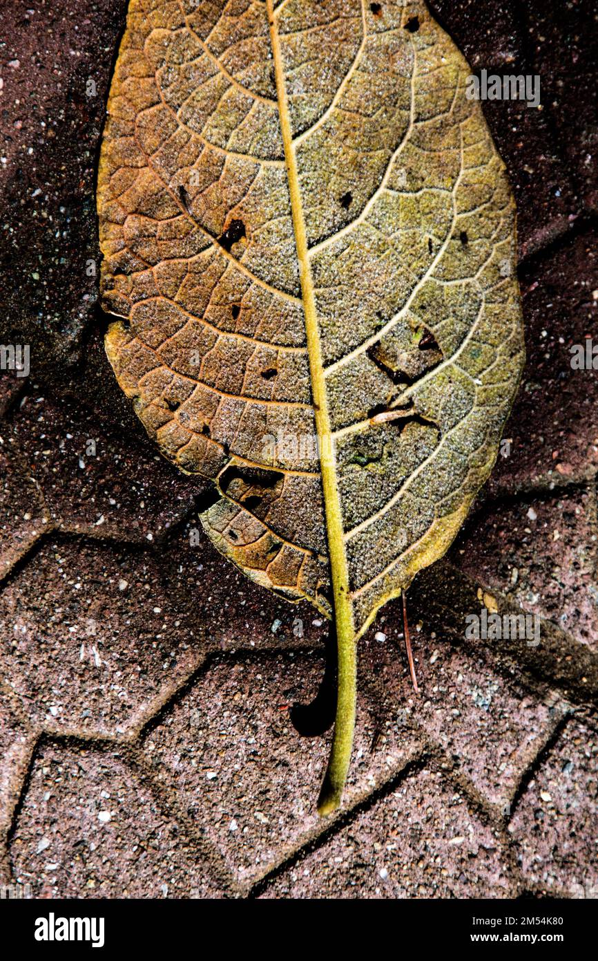 Fine art image of the details of a fallen leaf Stock Photo - Alamy