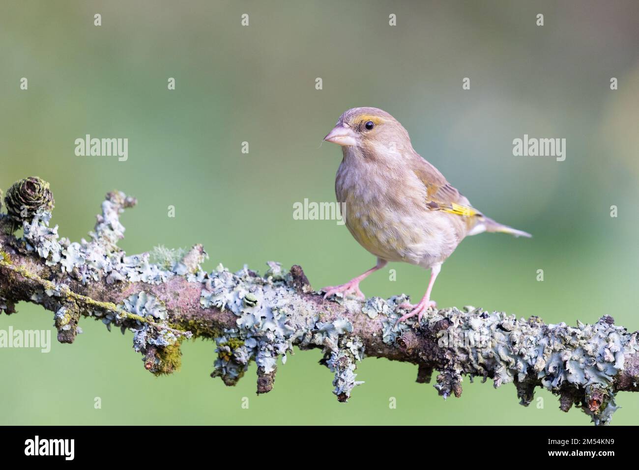 European Greenfinch [ Chloris chloris ] on Lichen covered branch Stock ...