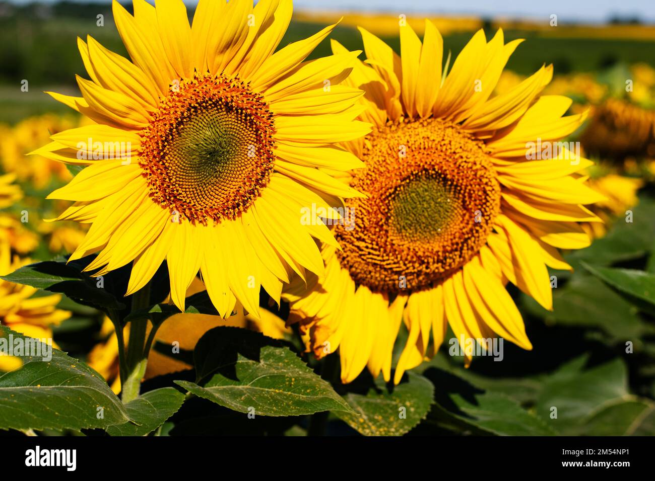 Landscape two sunflower field hi-res stock photography and images - Alamy