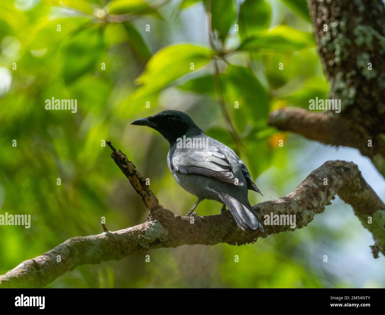 Endemic island sumba hi-res stock photography and images - Alamy