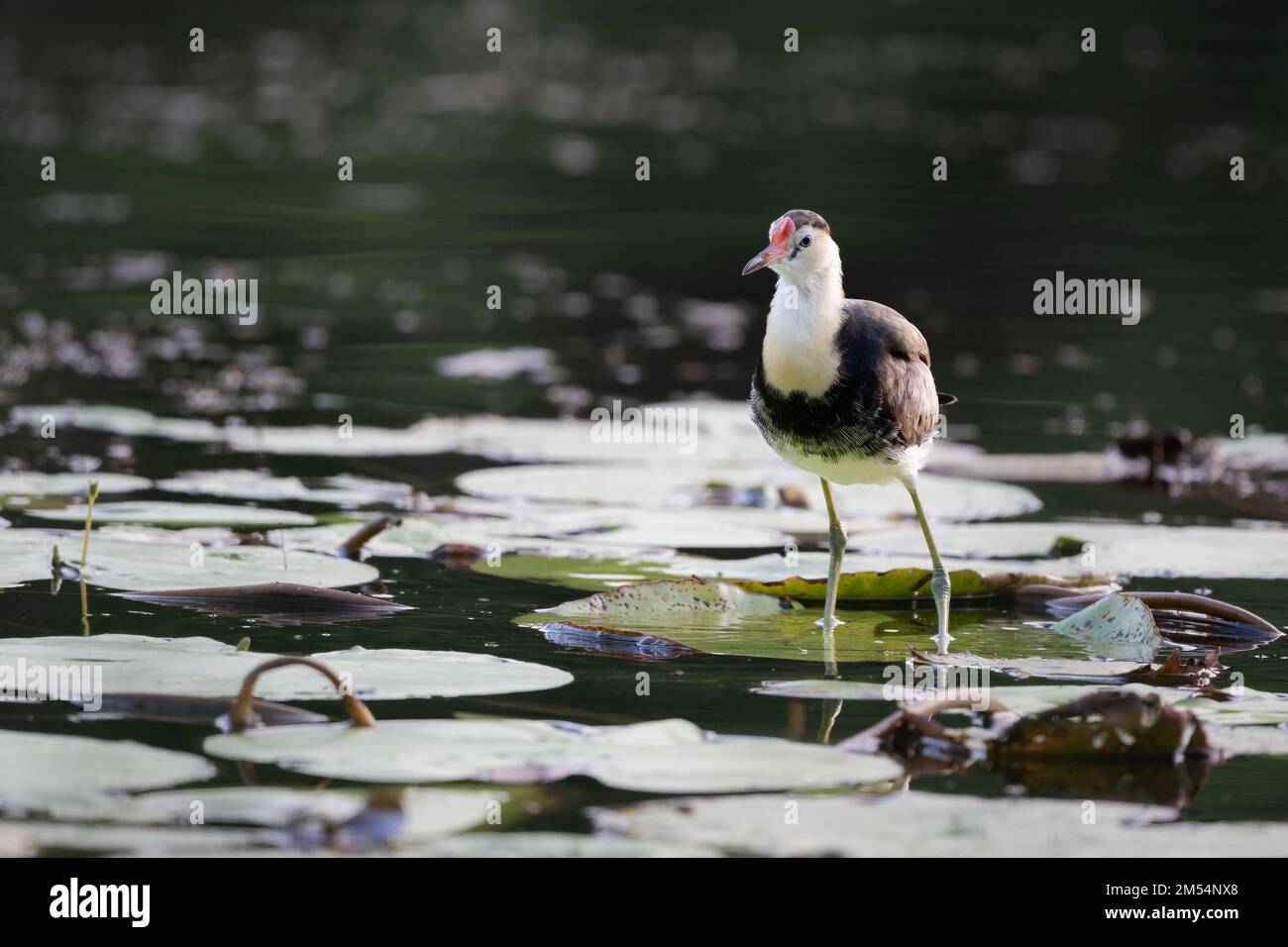 A comb-crested jacana, also known as the lotusbird or lilytrotter, is ...
