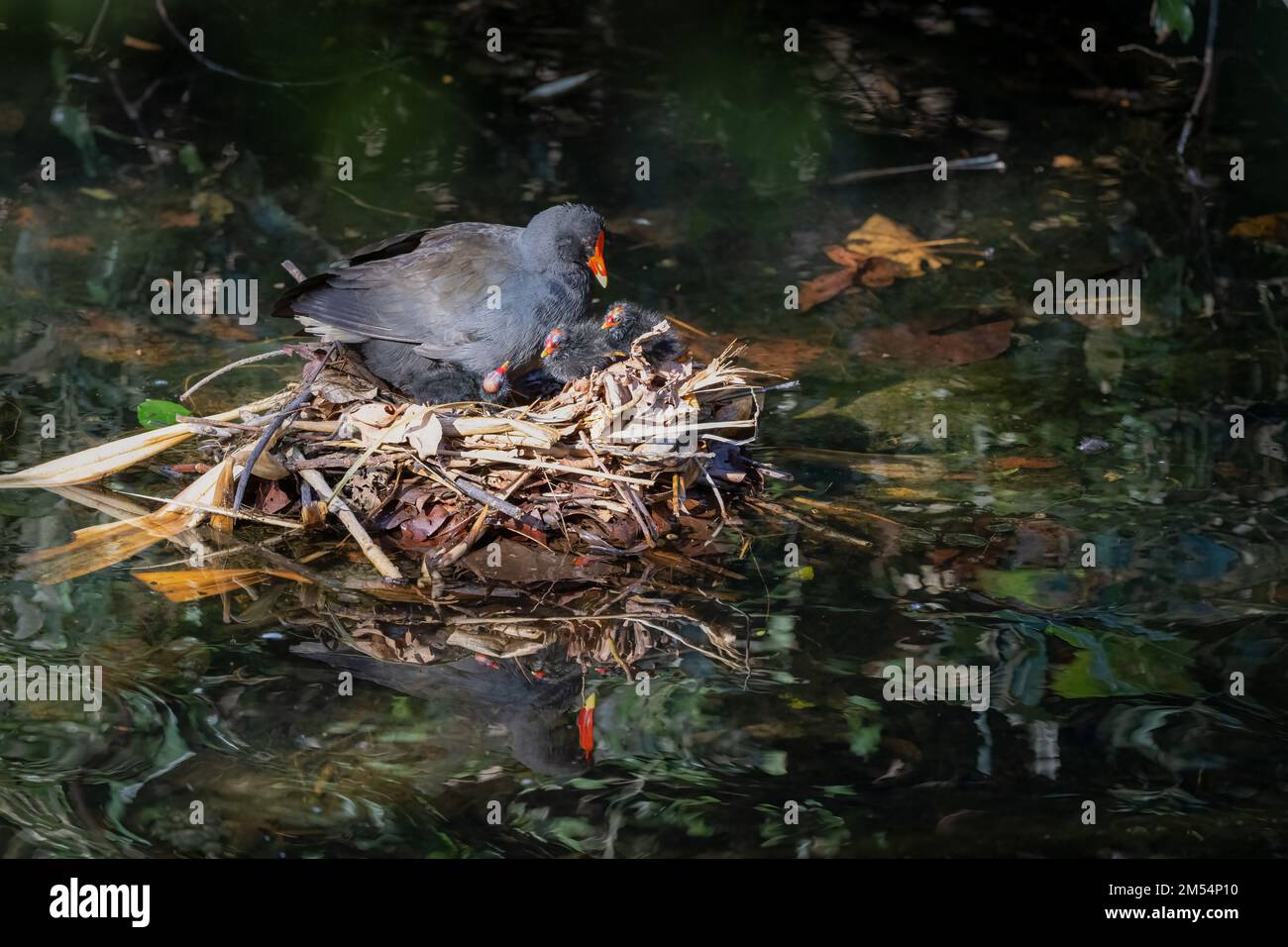 An adult Dusky moorhen tending three chicks in a nest at Macintosh Park ...