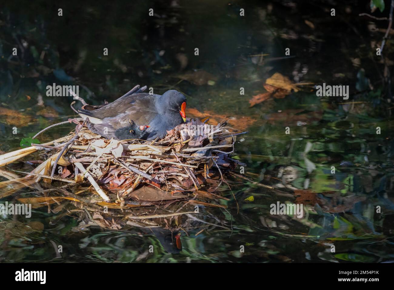 An adult Dusky moorhen & chick exhibiting nesting behaviours at ...