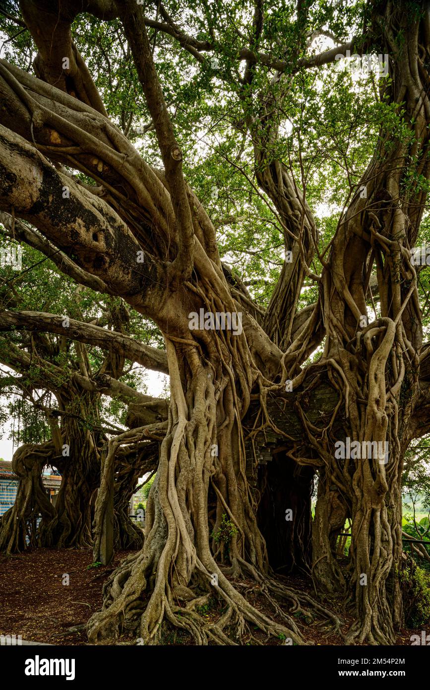 The Tree House, an ancient banyan that has overgrown a now ruined ...