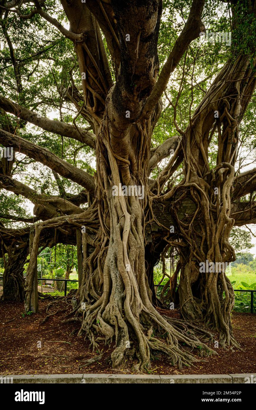 The Tree House, an ancient banyan that has overgrown a now ruined ...