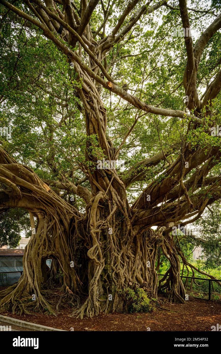The Tree House, an ancient banyan that has overgrown a now ruined ...