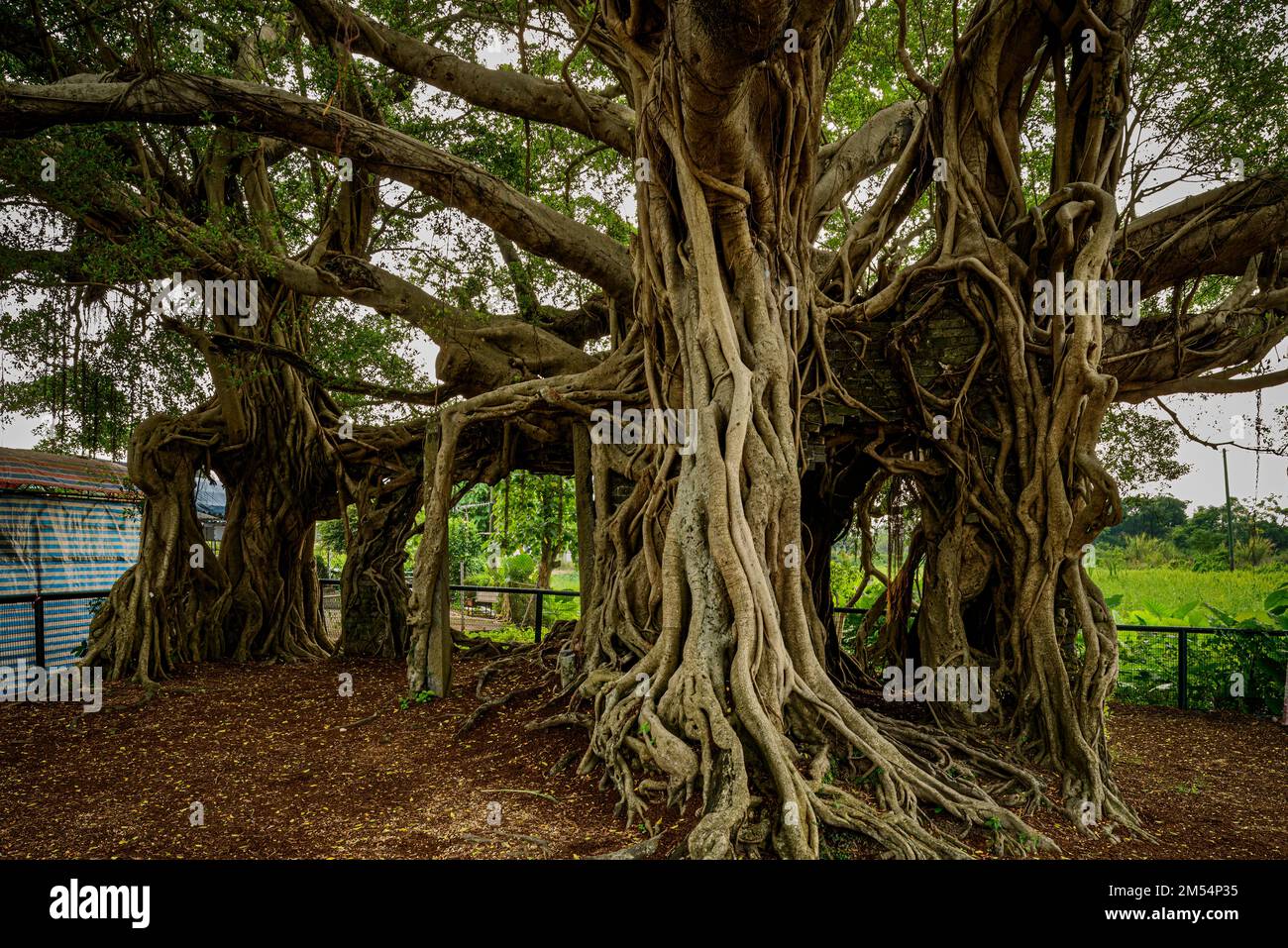 Crushed by tree roots hi-res stock photography and images - Alamy