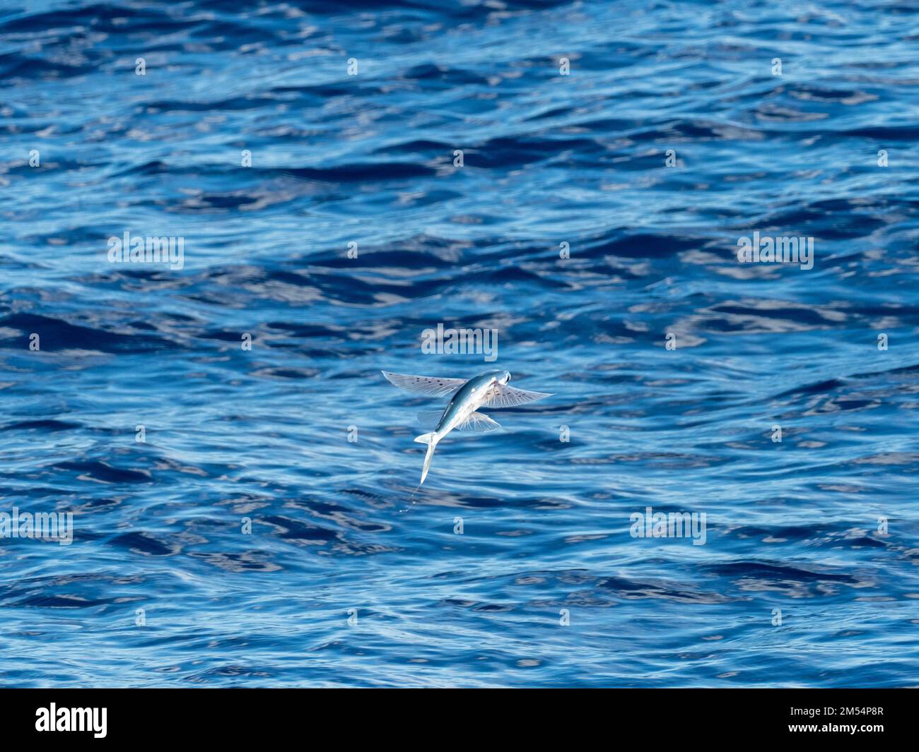 Flying fish gliding on glassy sea in the Coral Sea Papua New Guinea ...