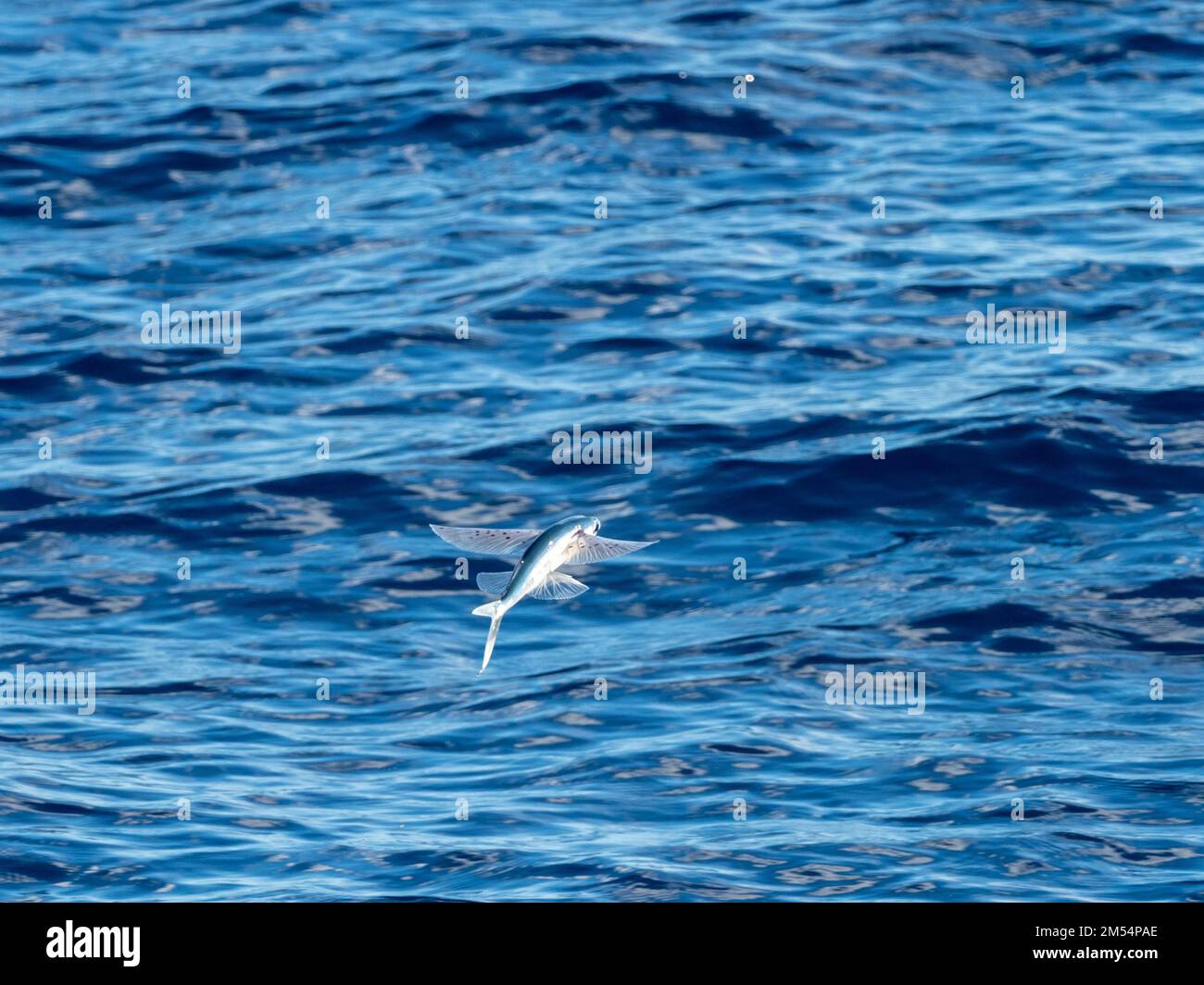 Flying fish gliding on glassy sea in the Coral Sea Papua New Guinea ...