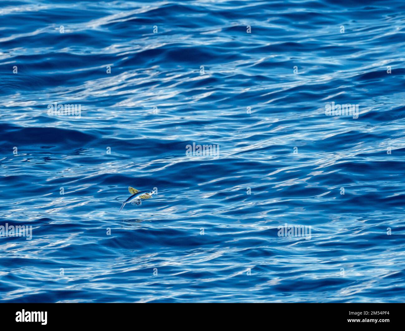 Flying fish gliding on glassy sea in the Coral Sea Papua New Guinea ...
