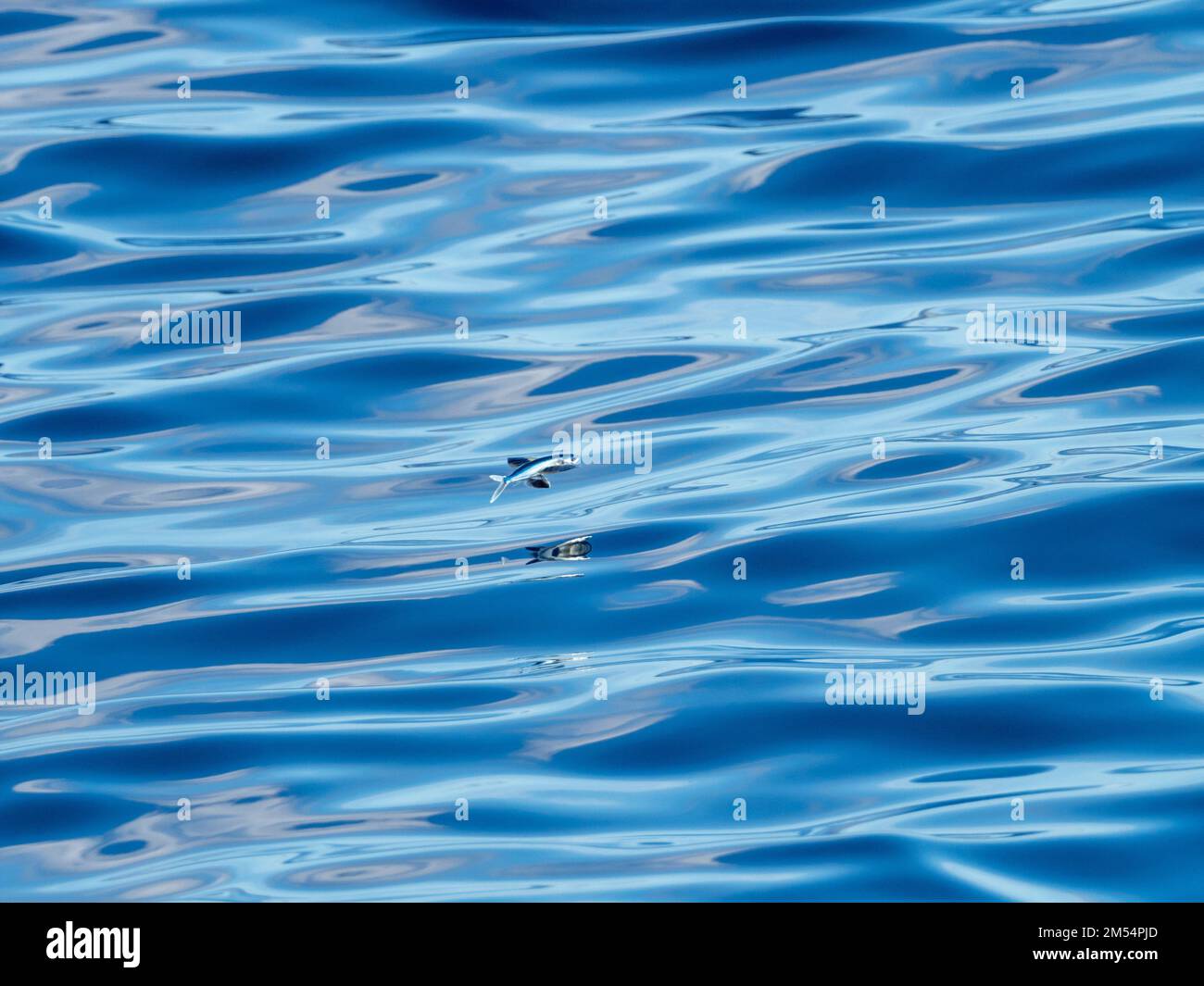 Flying fish gliding on glassy sea in the Coral Sea Papua New Guinea ...