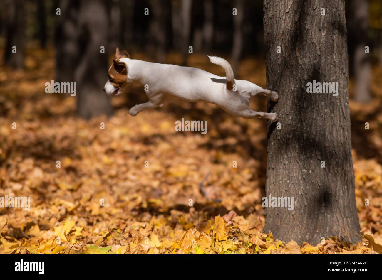 Jack Russell Terrier dog jumps from a tree in an autumn park Stock ...