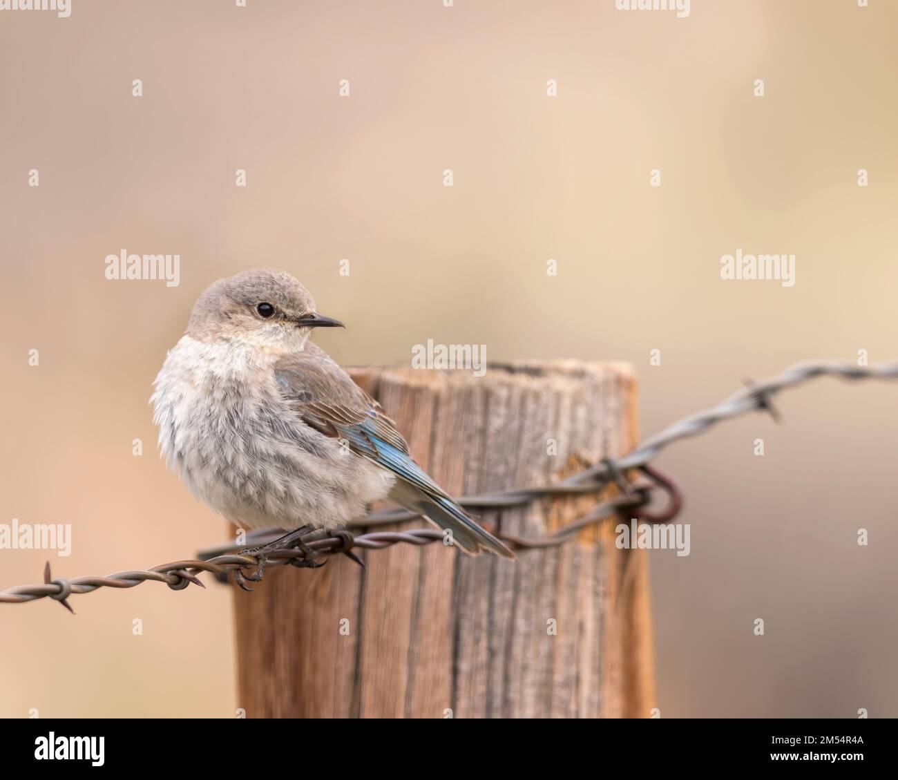Bluebird on post barbed wire hi-res stock photography and images - Alamy
