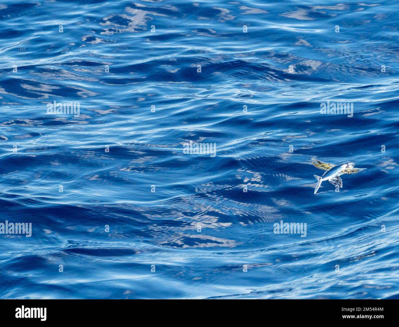 Flying fish gliding on glassy sea in the Coral Sea Papua New Guinea ...