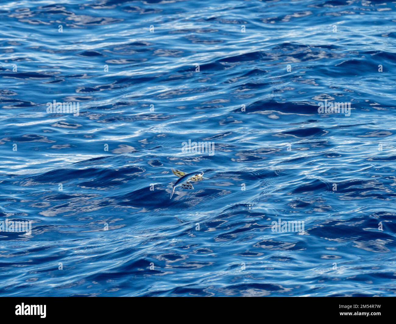 Flying fish gliding on glassy sea in the Coral Sea Papua New Guinea ...