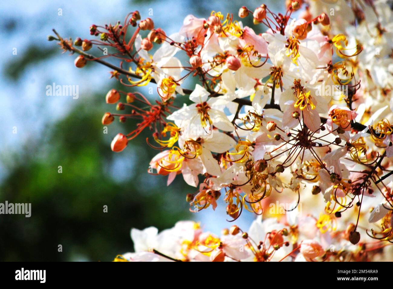 Wild Himalayan Sour Cherry Blossom or Prunus cerasoides flower in ...