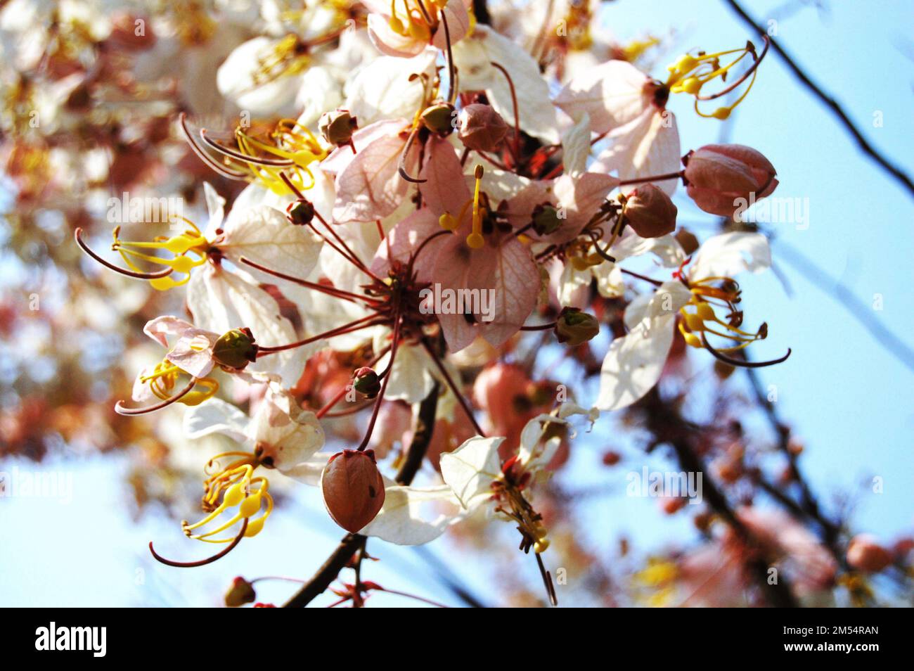 Wild Himalayan Sour Cherry Blossom or Prunus cerasoides flower in ...