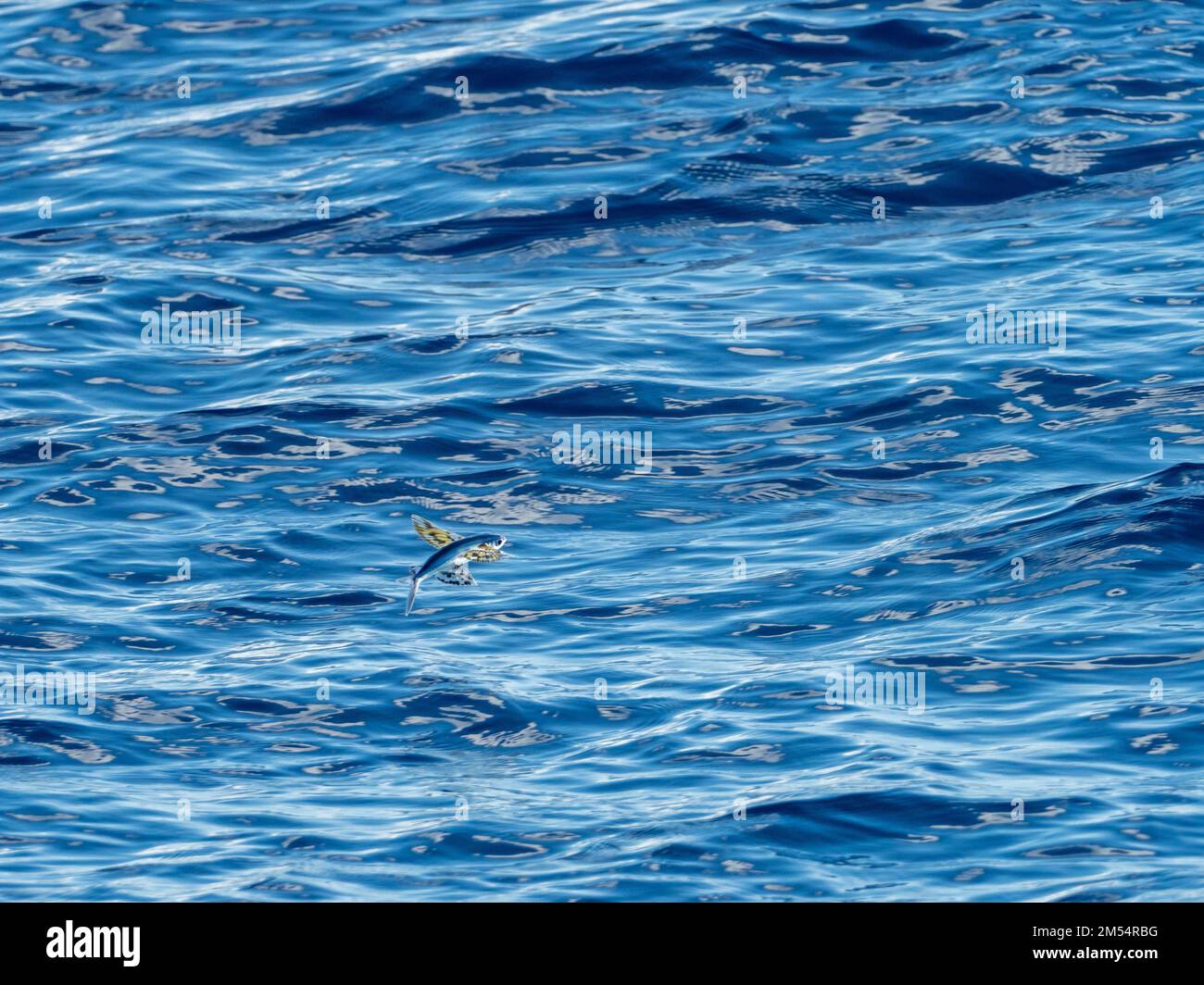 Flying fish gliding on glassy sea in the Coral Sea Papua New Guinea ...