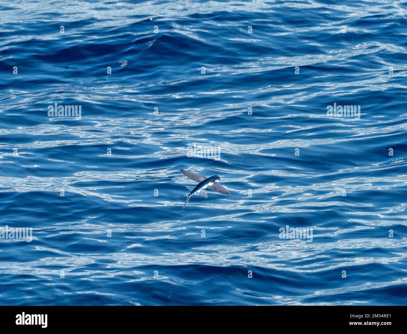 Flying fish gliding on glassy sea in the Coral Sea Papua New Guinea ...