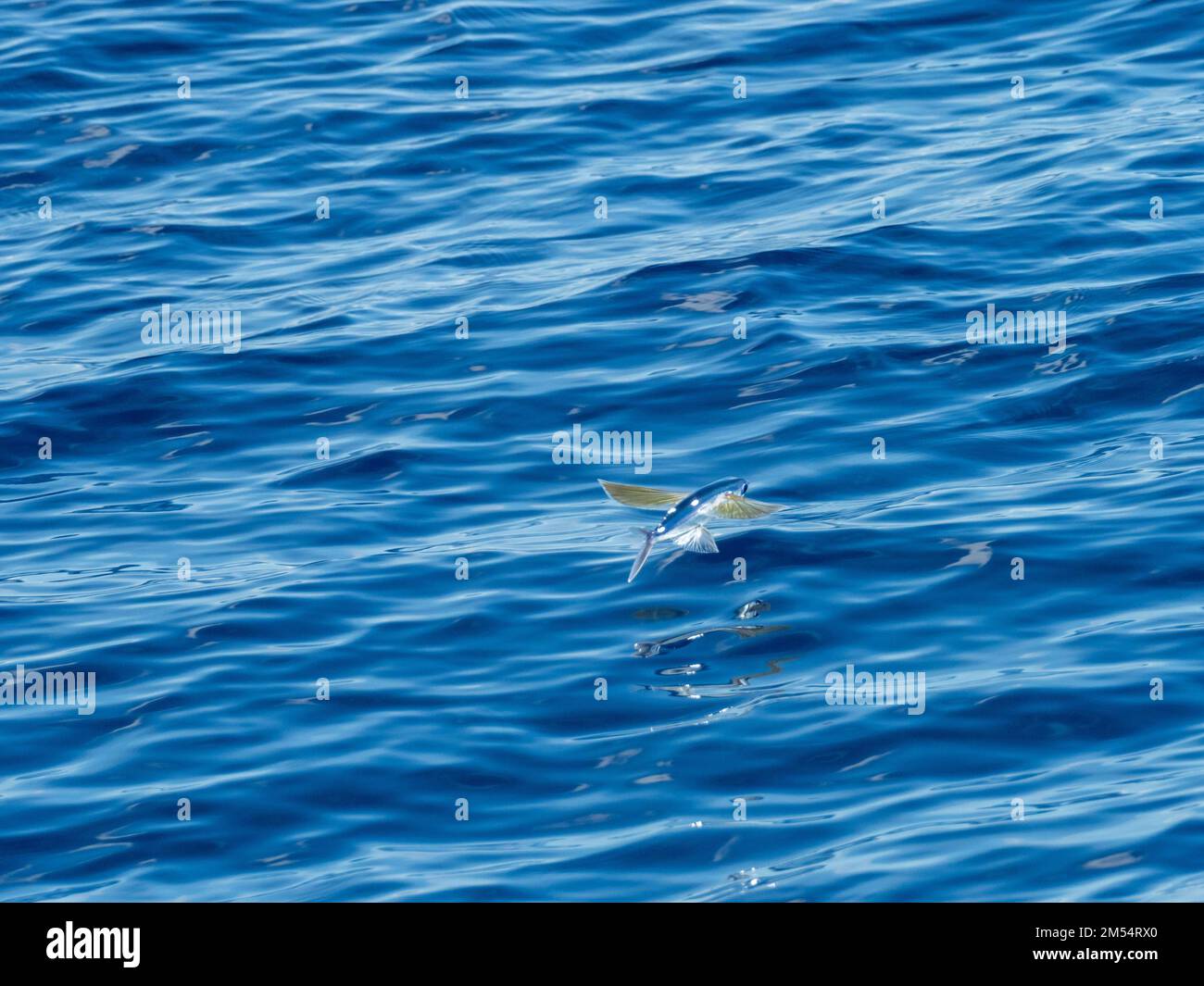 Flying fish gliding on glassy sea in the Coral Sea Papua New Guinea ...
