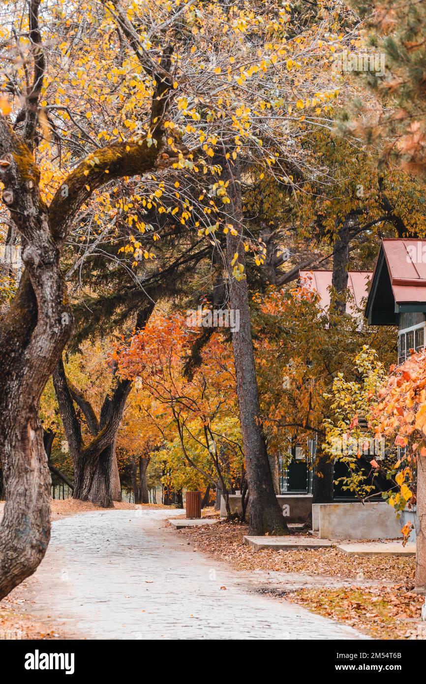 A vertical view of a sidewalk with trees in a neighborhood on an autumn ...