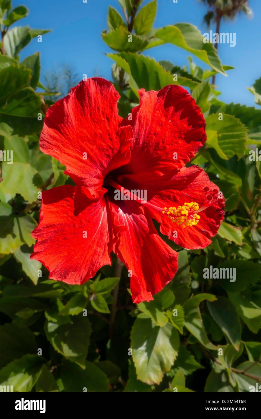 Red Hibiscus flower on a sun day Stock Photo - Alamy