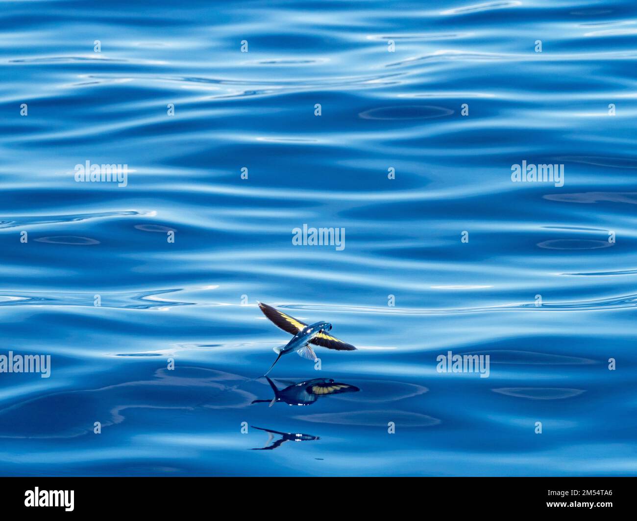 Flying fish gliding on glassy sea in the Coral Sea Papua New Guinea ...