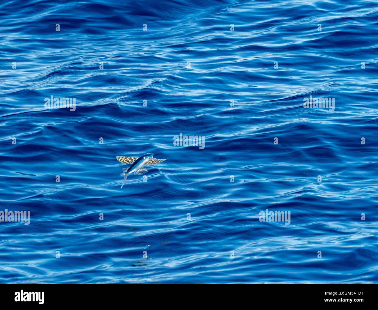 Flying fish gliding on glassy sea in the Coral Sea Papua New Guinea ...