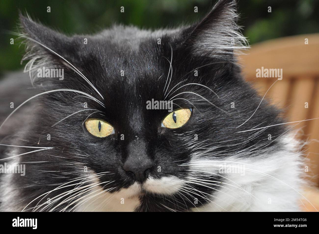 Our cat Vickie Stock Photo - Alamy