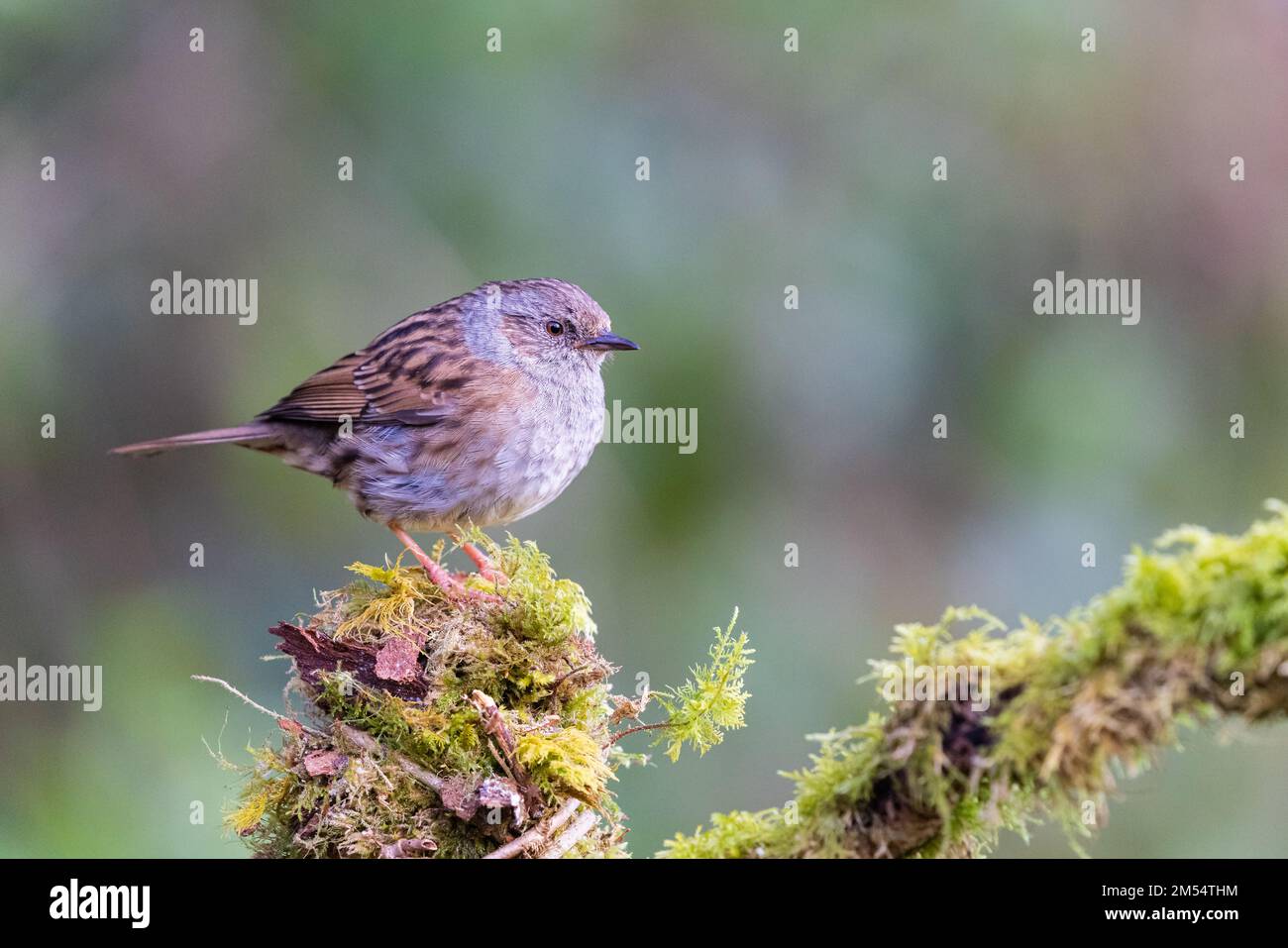 Dunnock [ Prunella modularis ] on mossy stump Stock Photo - Alamy