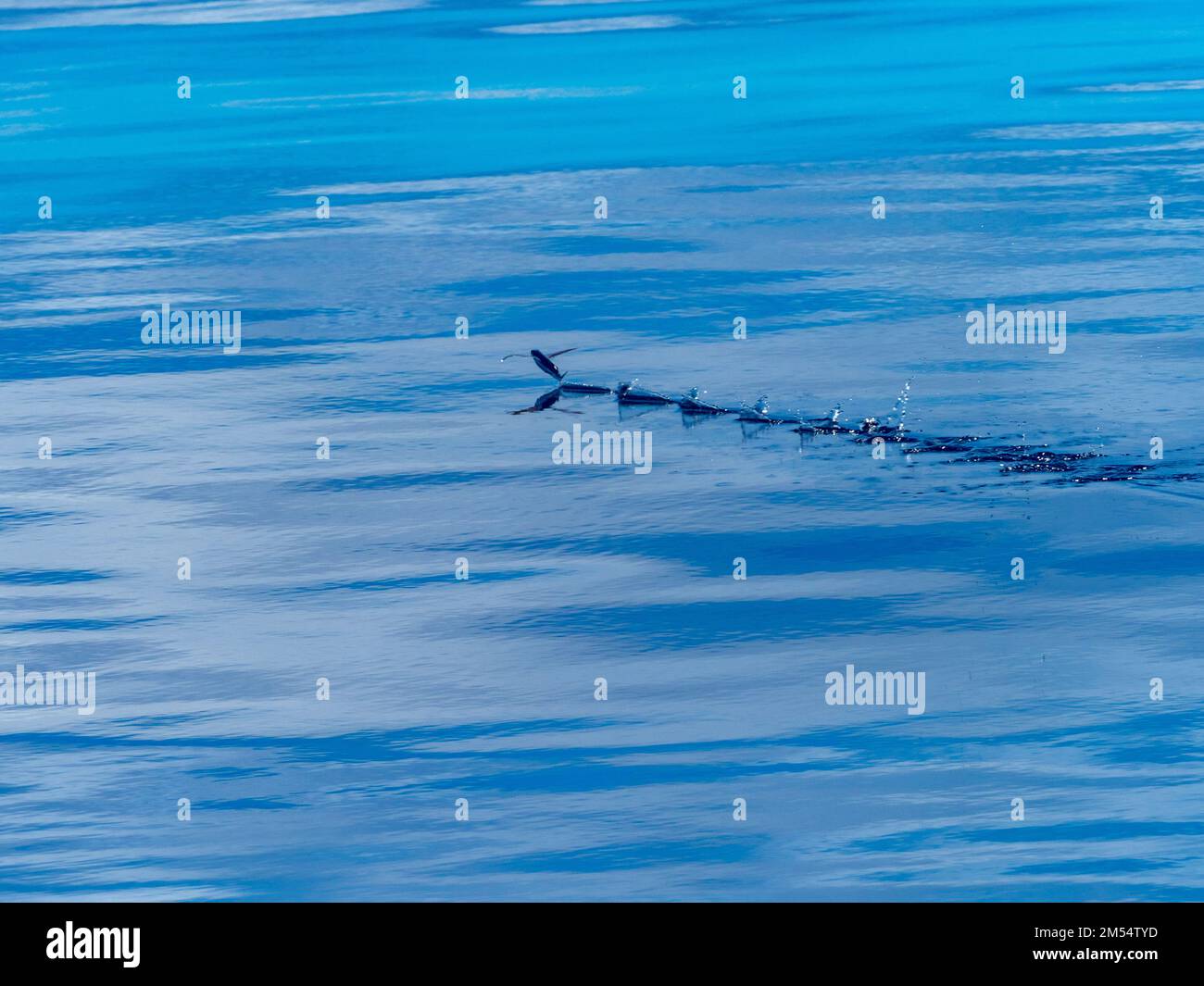 Flying fish gliding on glassy sea in the Coral Sea Papua New Guinea ...