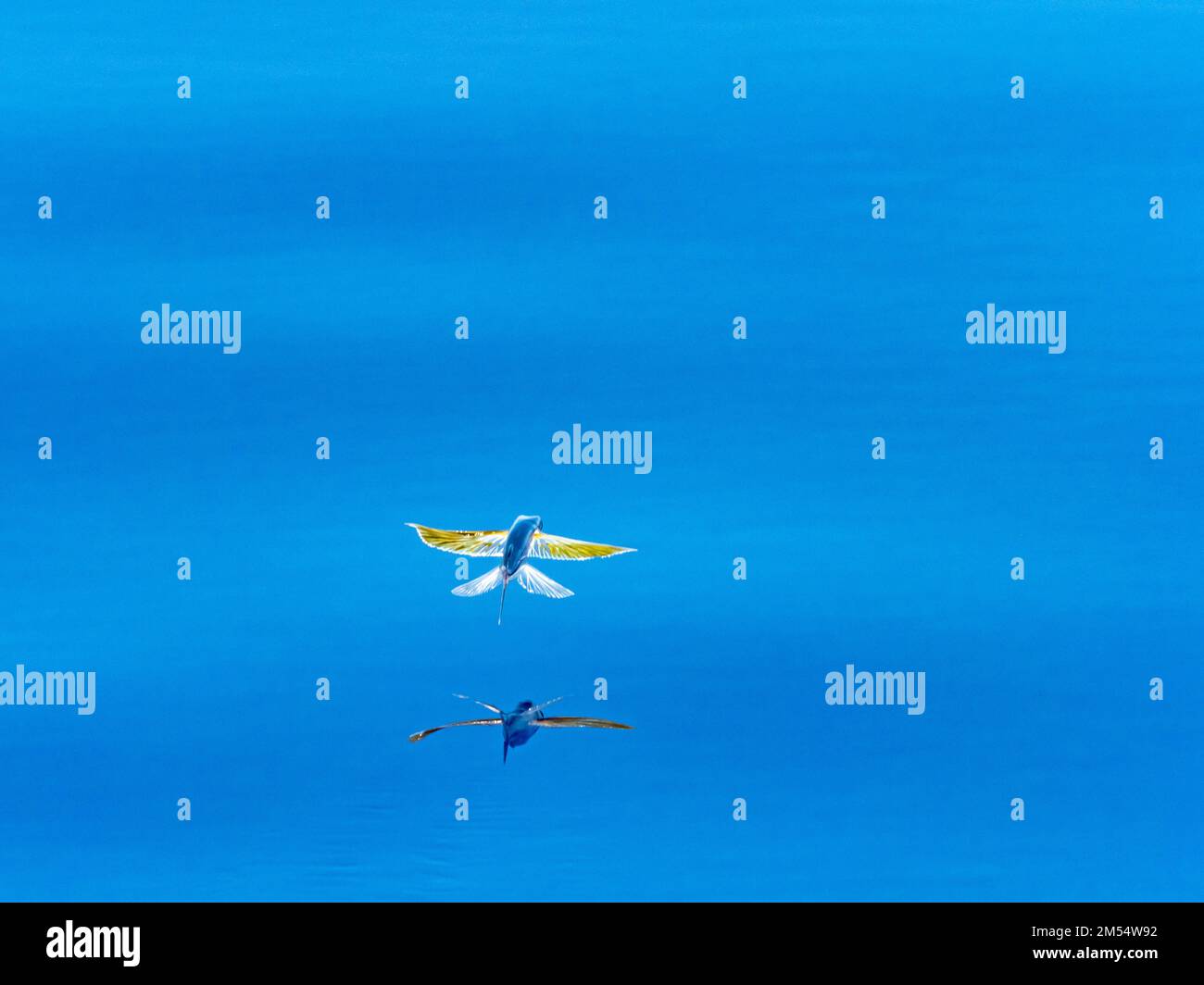 Flying fish gliding on glassy sea in the Coral Sea Papua New Guinea ...