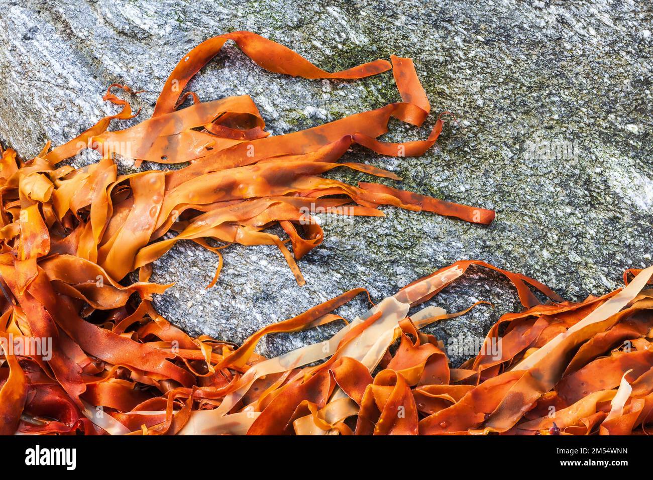 Algae pattern on rocks hi-res stock photography and images - Alamy