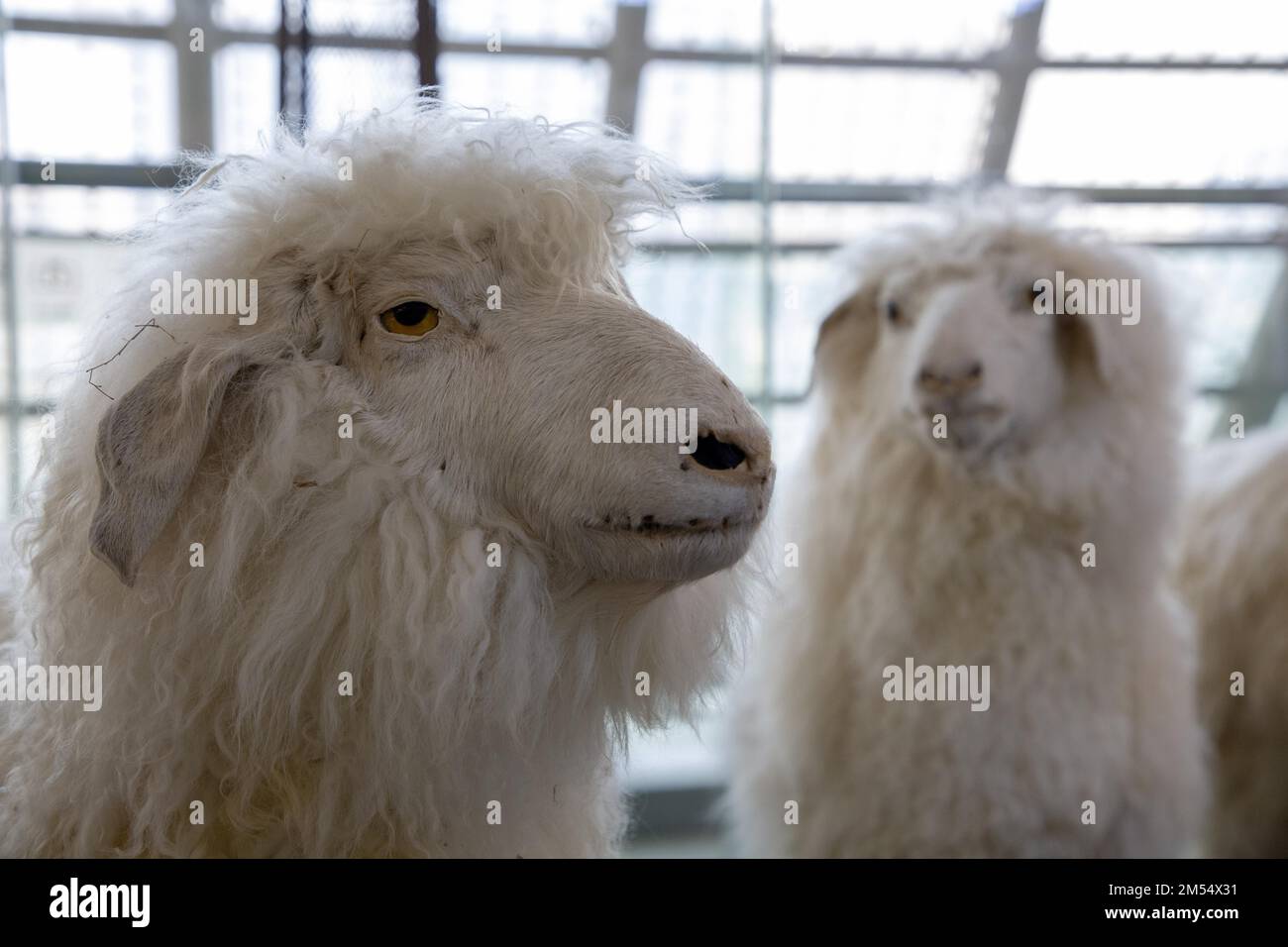 A group of furry sheep models showed up in a shopping center in ...