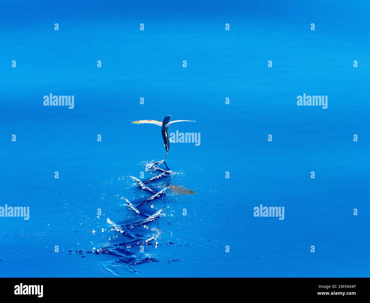 Flying fish gliding on glassy sea in the Coral Sea Papua New Guinea ...