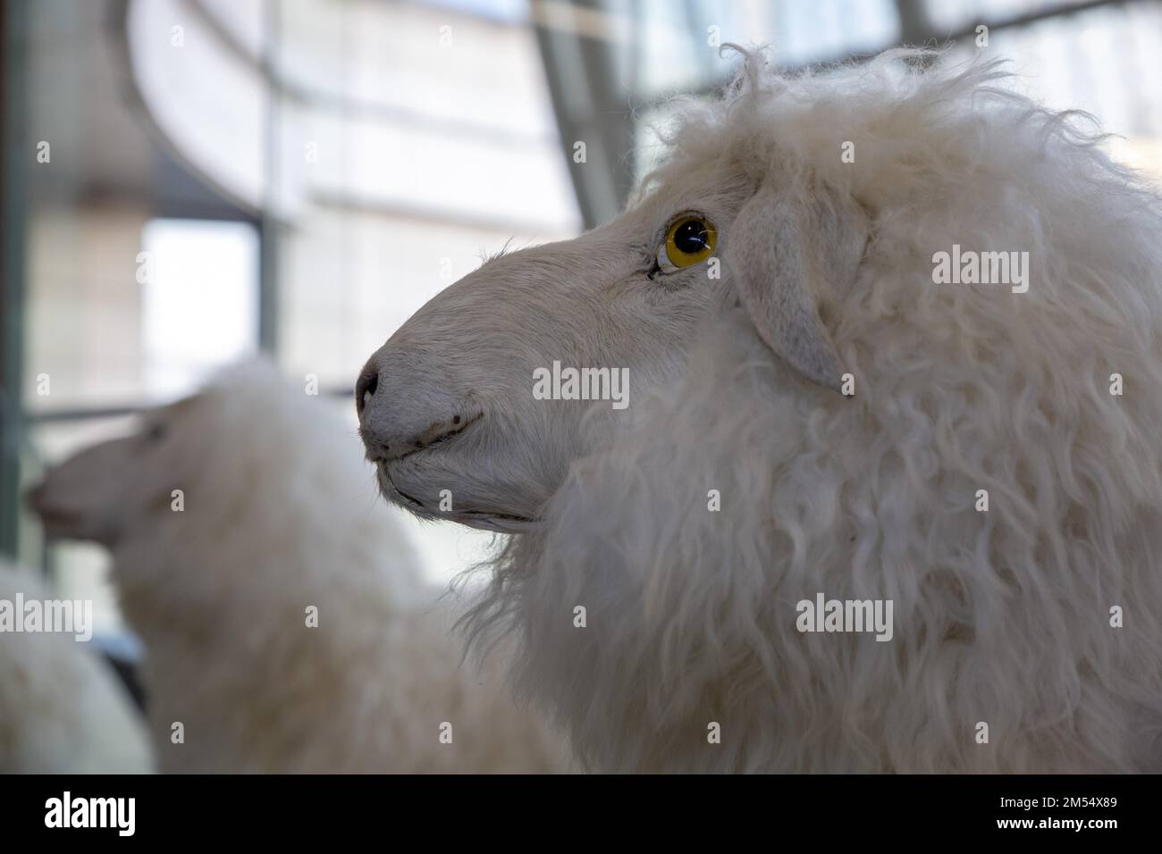 A group of furry sheep models showed up in a shopping center in ...