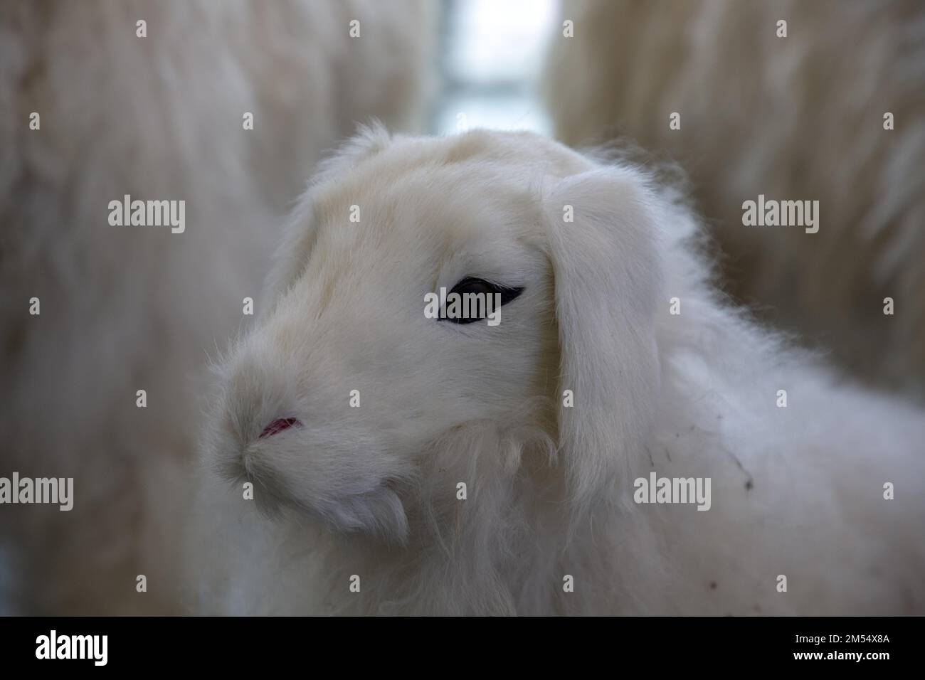 A group of furry sheep models showed up in a shopping center in ...