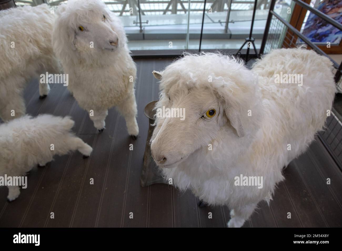 A group of furry sheep models showed up in a shopping center in ...