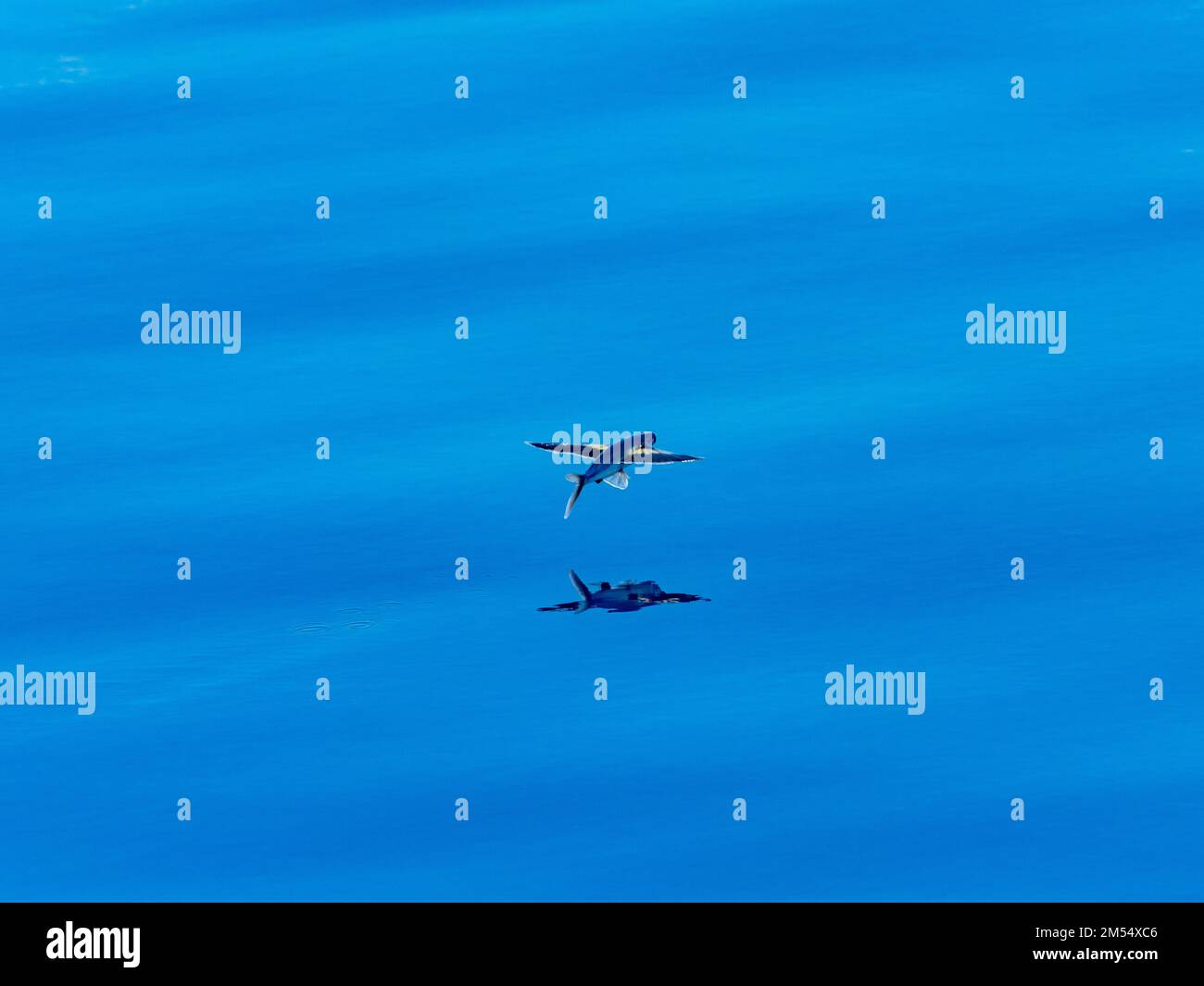 Flying fish gliding on glassy sea in the Coral Sea Papua New Guinea ...