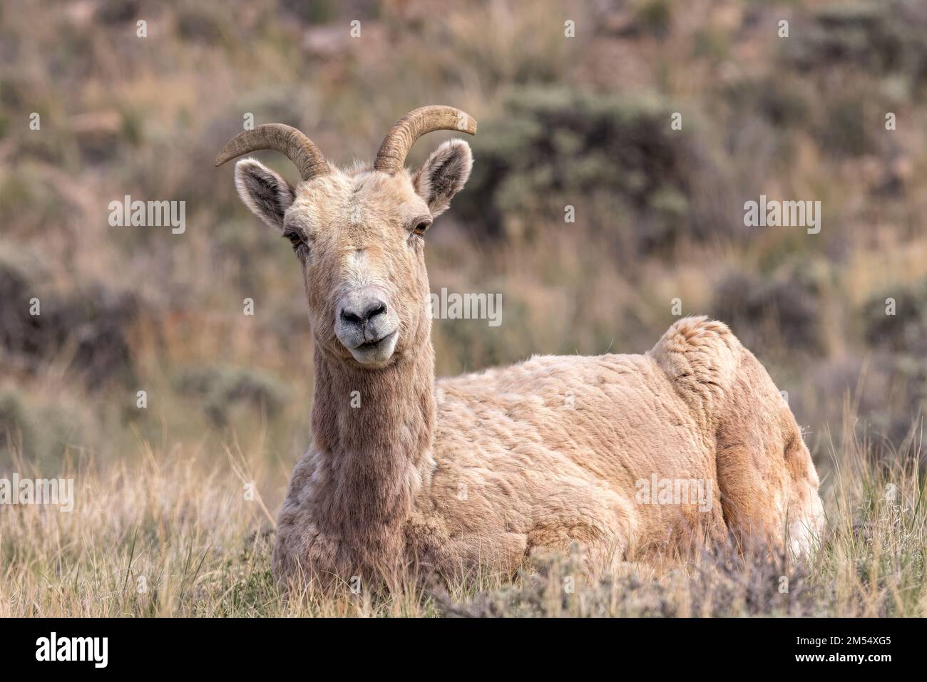A bighorn sheep ewe enjoys the morning sun in the sage Stock Photo - Alamy