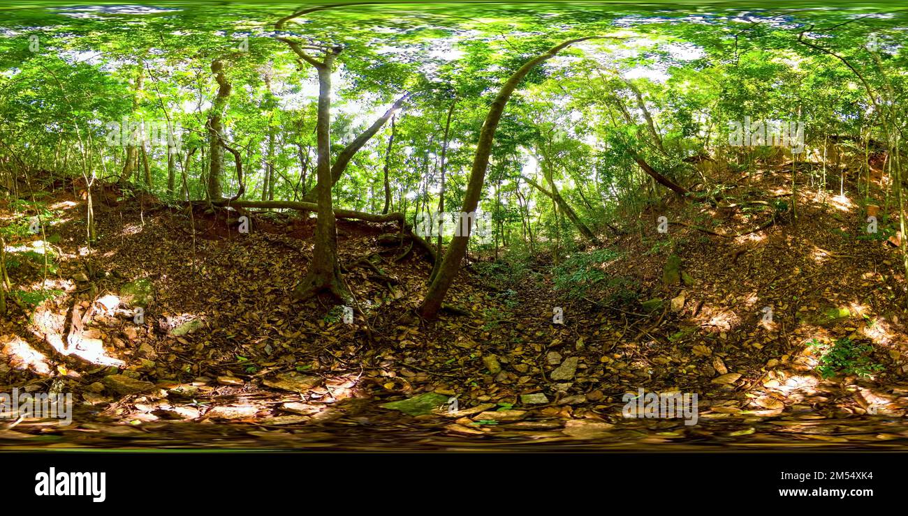 Tropical forest with large trees in Sri Lanka. Jungle with evergreens ...