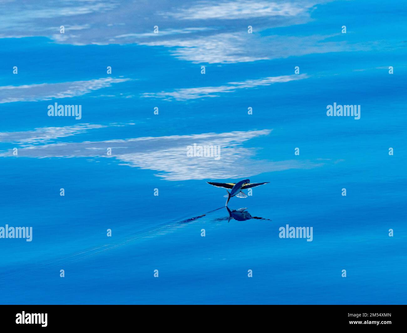 Flying fish gliding on glassy sea in the Coral Sea Papua New Guinea ...