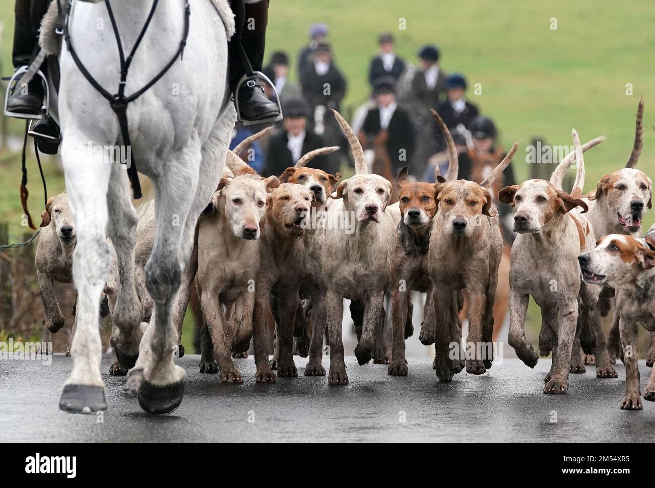 Fox hunting hounds in kennels hi-res stock photography and images - Alamy