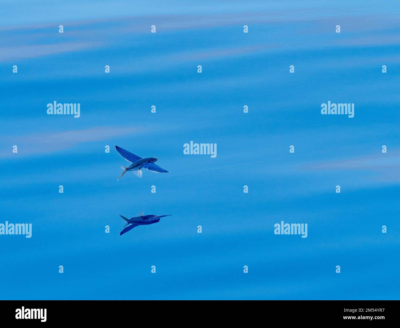 Flying fish gliding on glassy sea in the Coral Sea Papua New Guinea ...