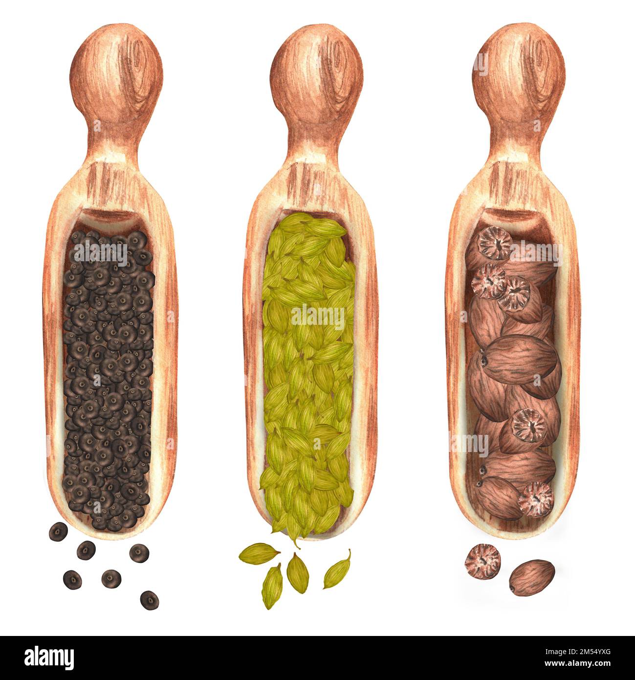 Three hand-drawn watercolor wooden scoops wih allspice, cardamom and ...