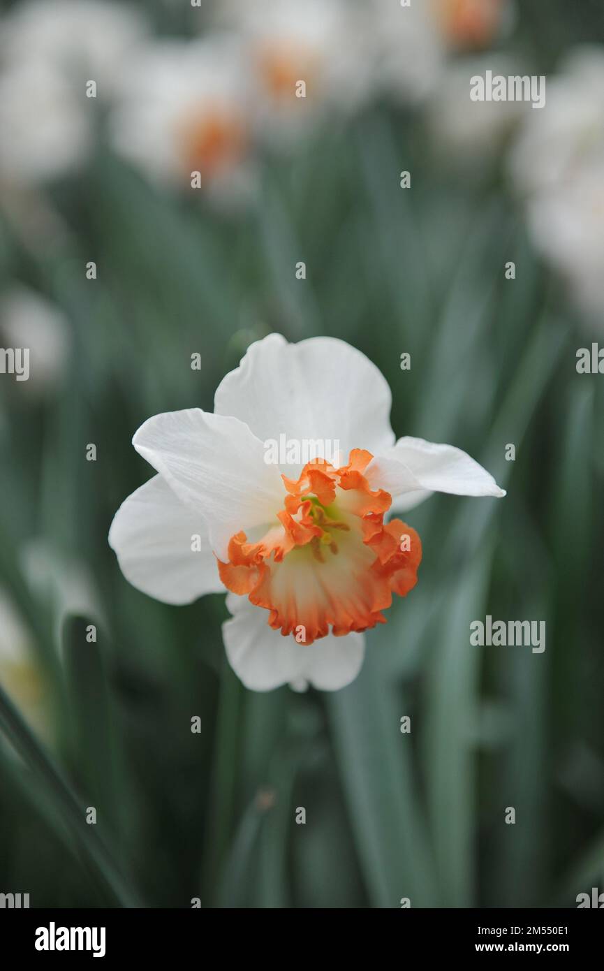 Ring of fire hi-res stock photography and images - Alamy