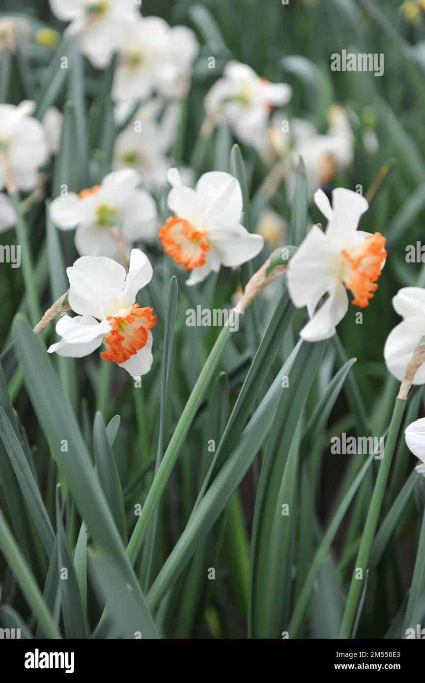 White, yellow and orange Large-Cupped daffodils (Narcissus) Ring of Fire bloom in a garden in ...