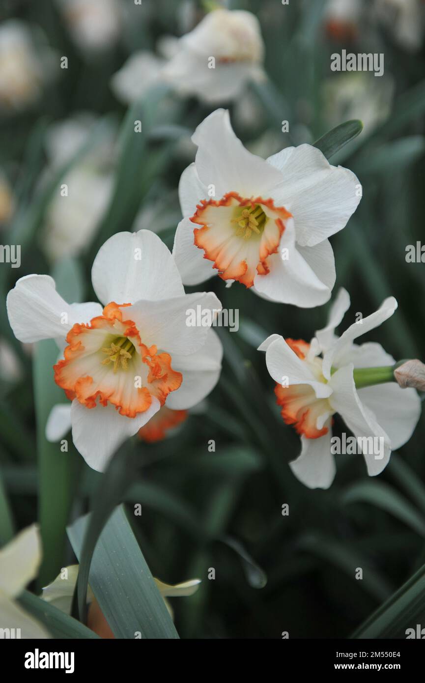 White, yellow and orange Large-Cupped daffodils (Narcissus) Ring of ...