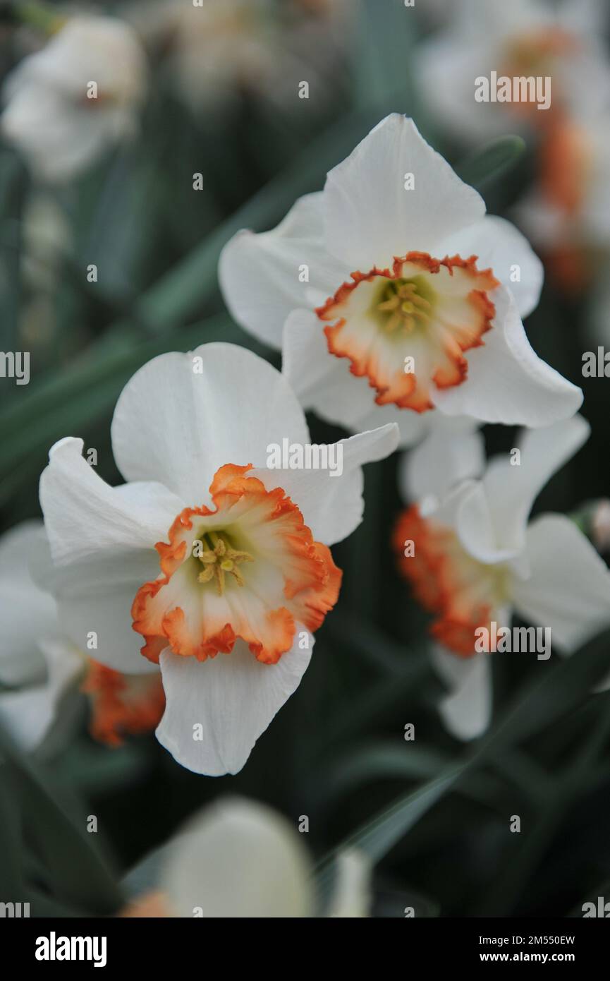 White, yellow and orange Large-Cupped daffodils (Narcissus) Ring of ...