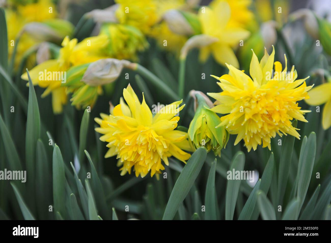 Rip van winkle hi-res stock photography and images - Alamy